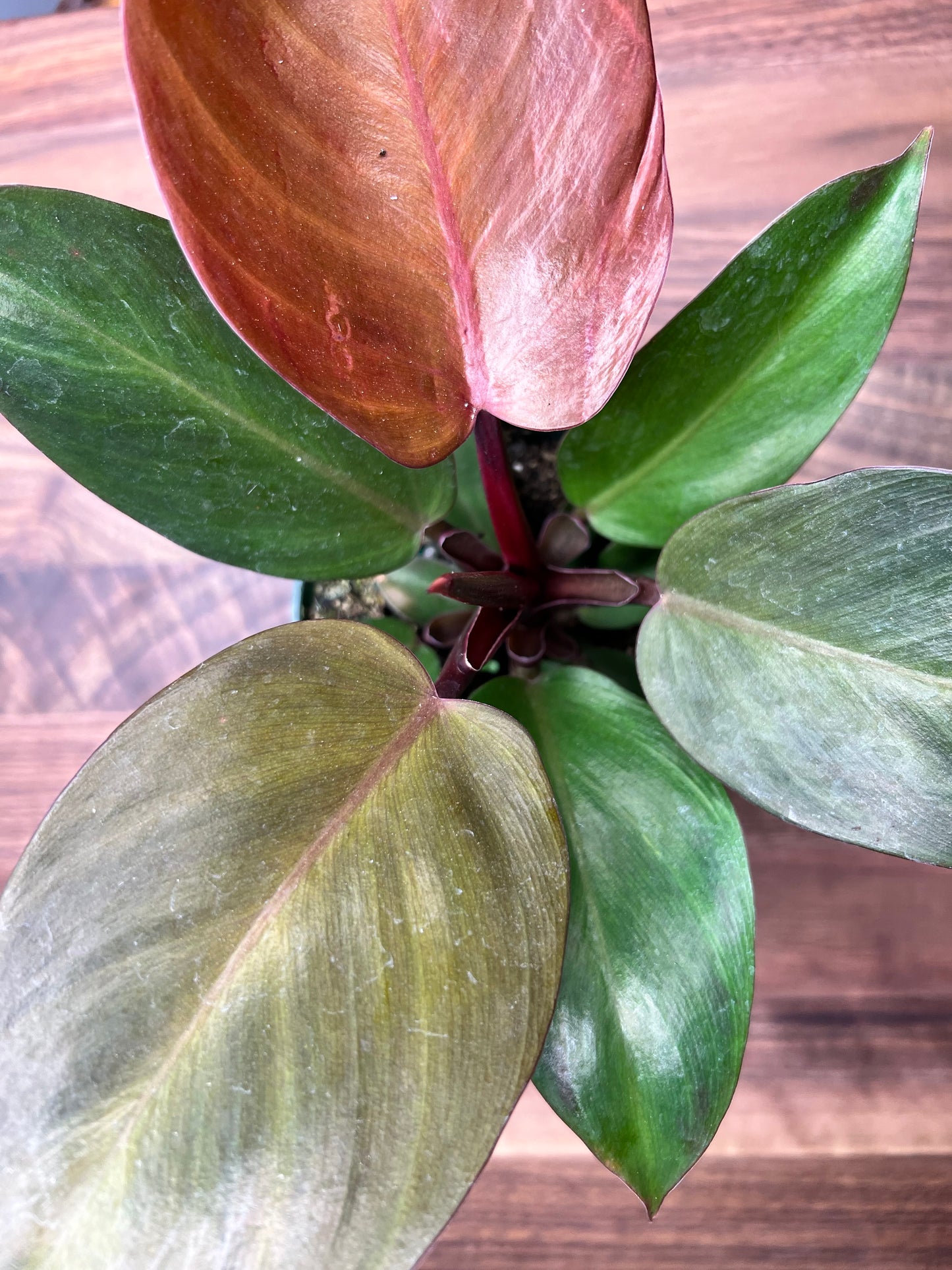 Philodendron Blushing – The Rooted Plant Shop