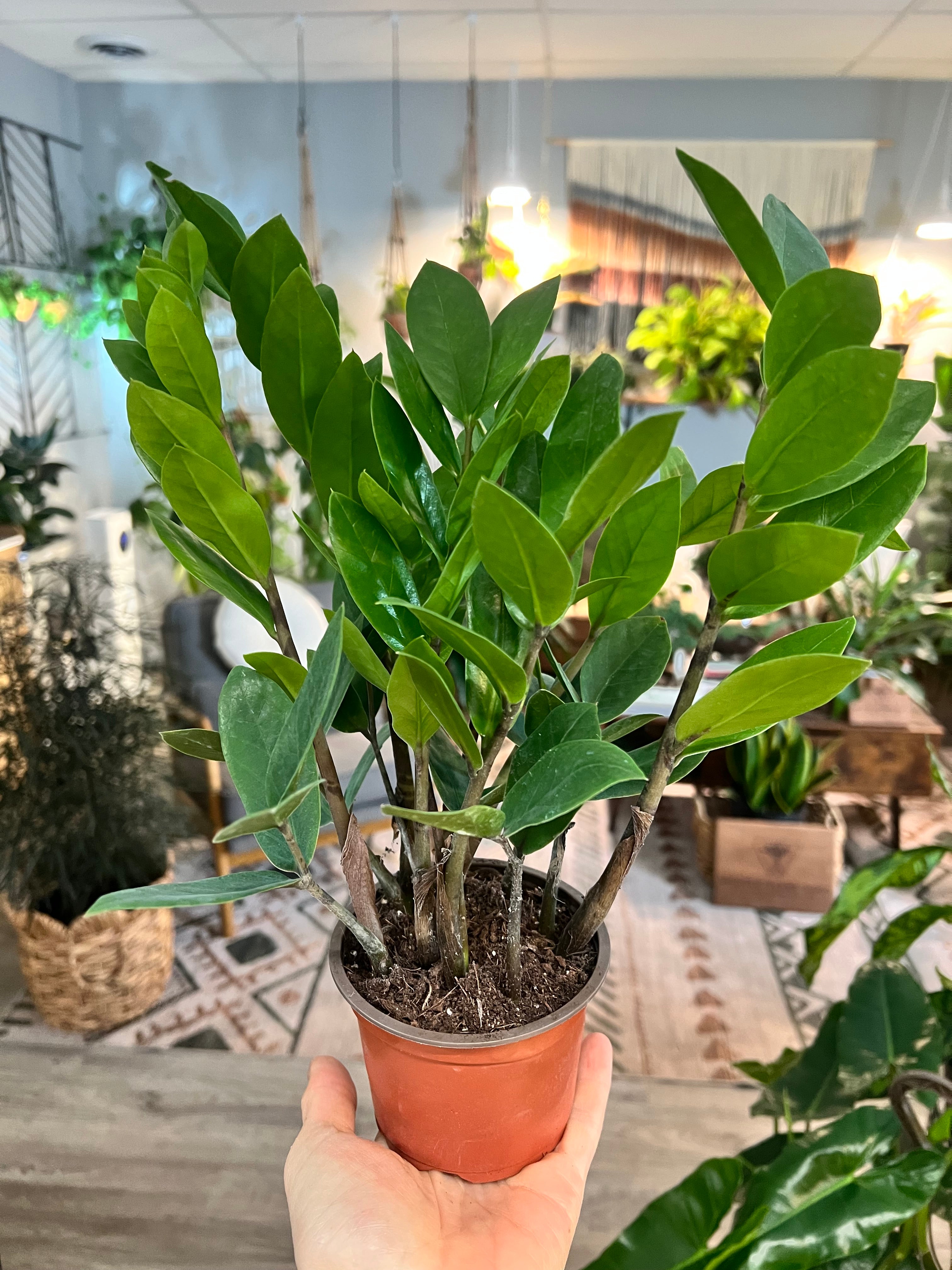 Zz Plant(4inch pot) – The Rooted Plant Shop