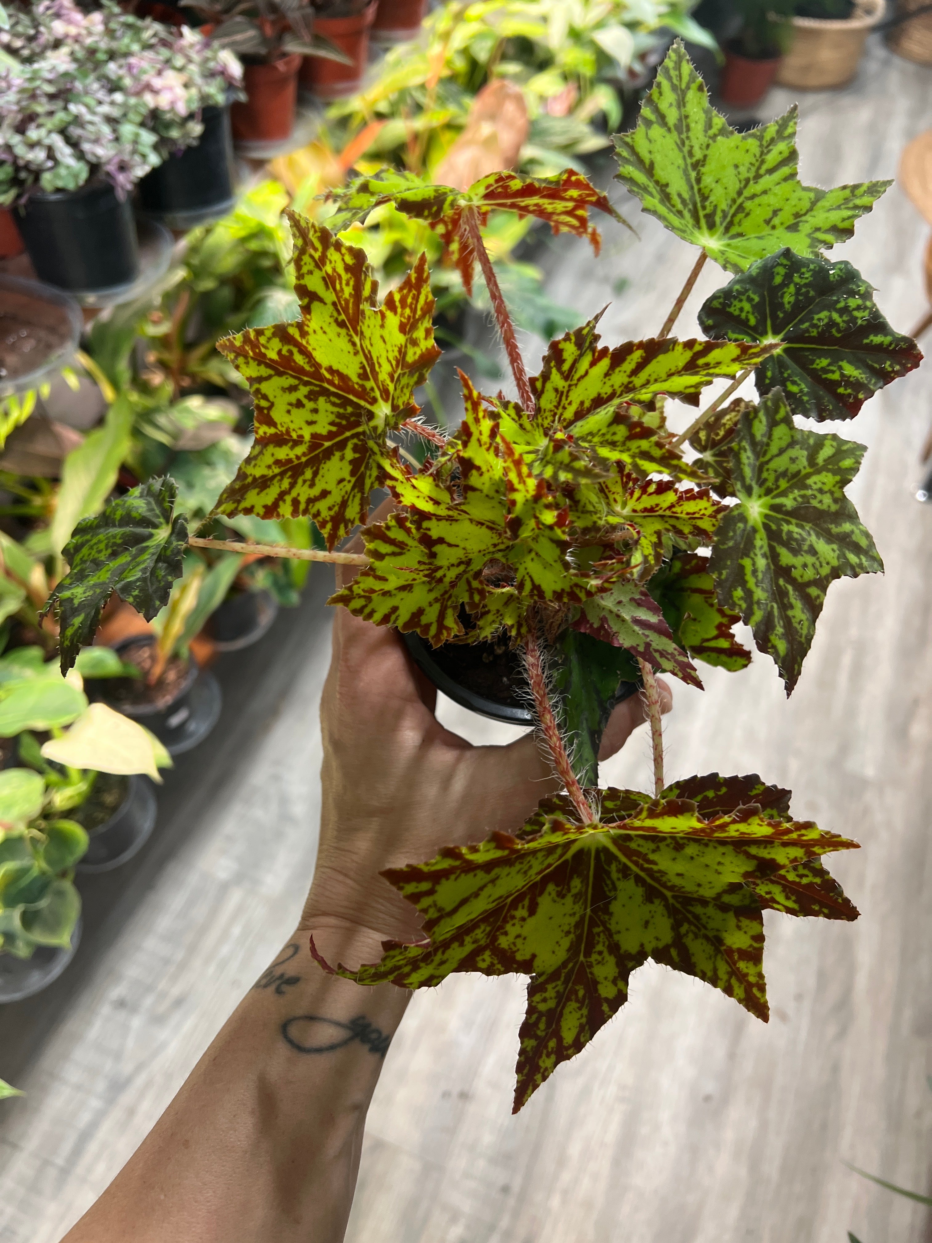 Begonia Geometry 4” – The Rooted Plant Shop