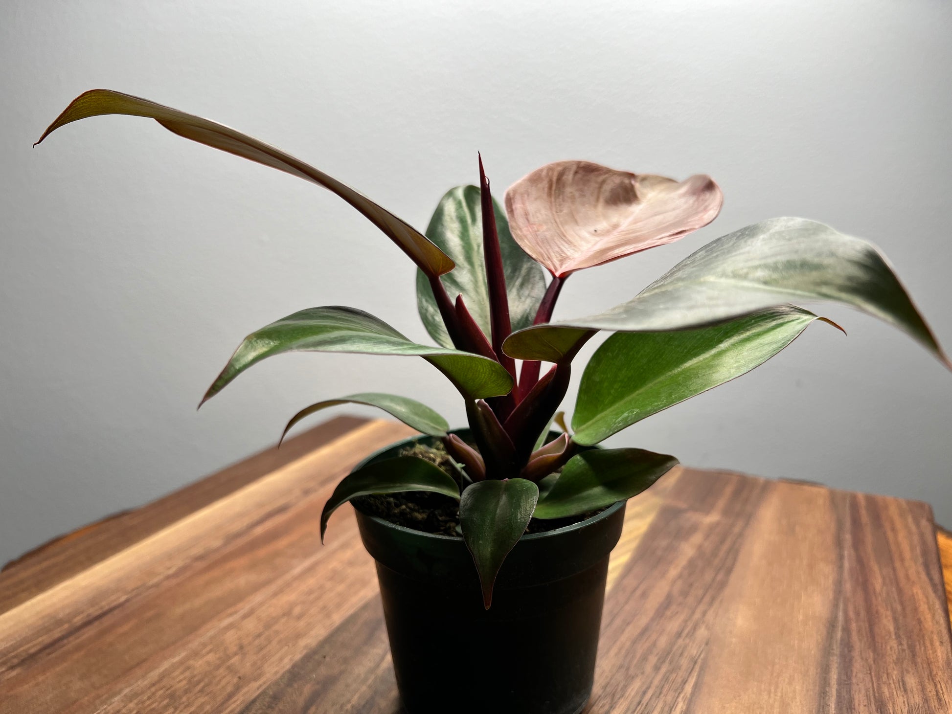 Philodendron Blushing – The Rooted Plant Shop