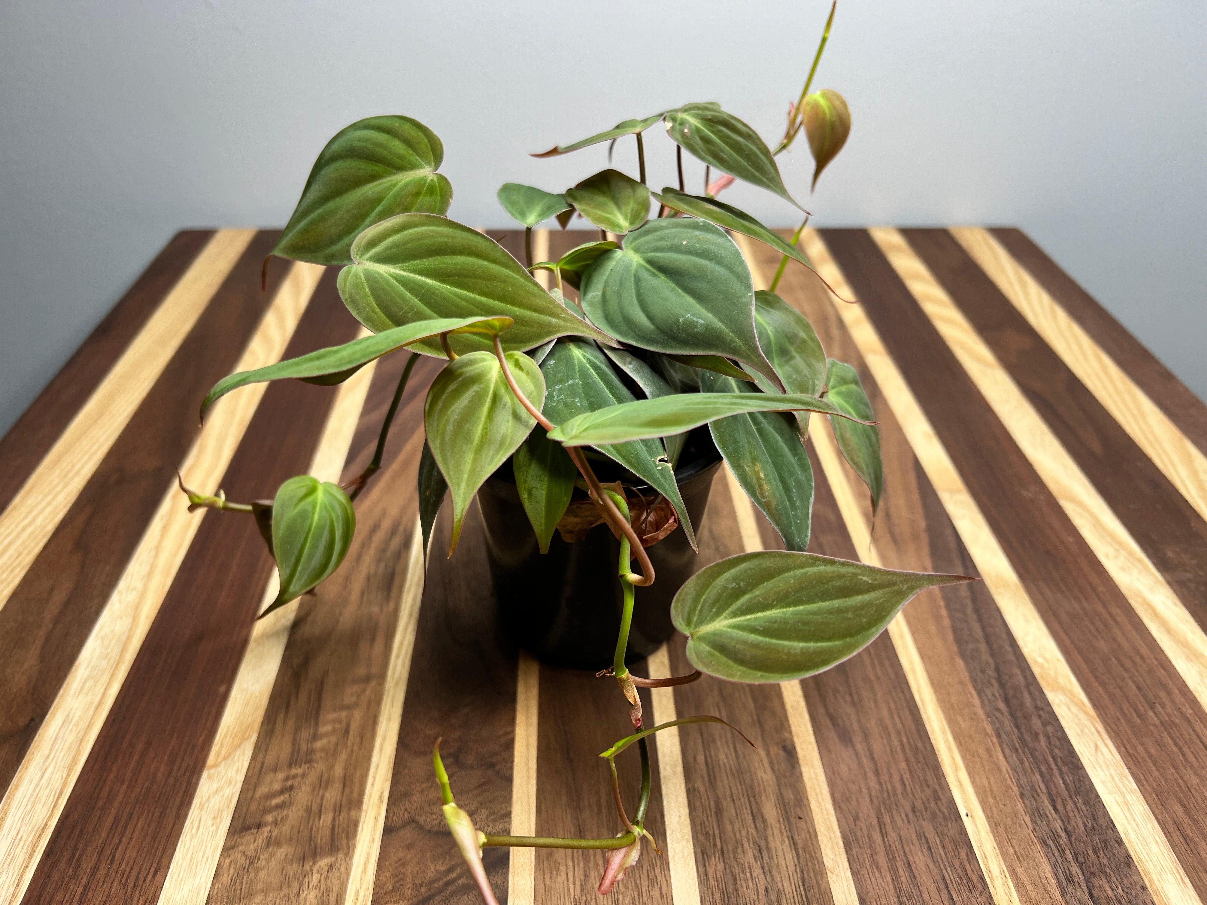 Philodendron Mican – The Rooted Plant Shop