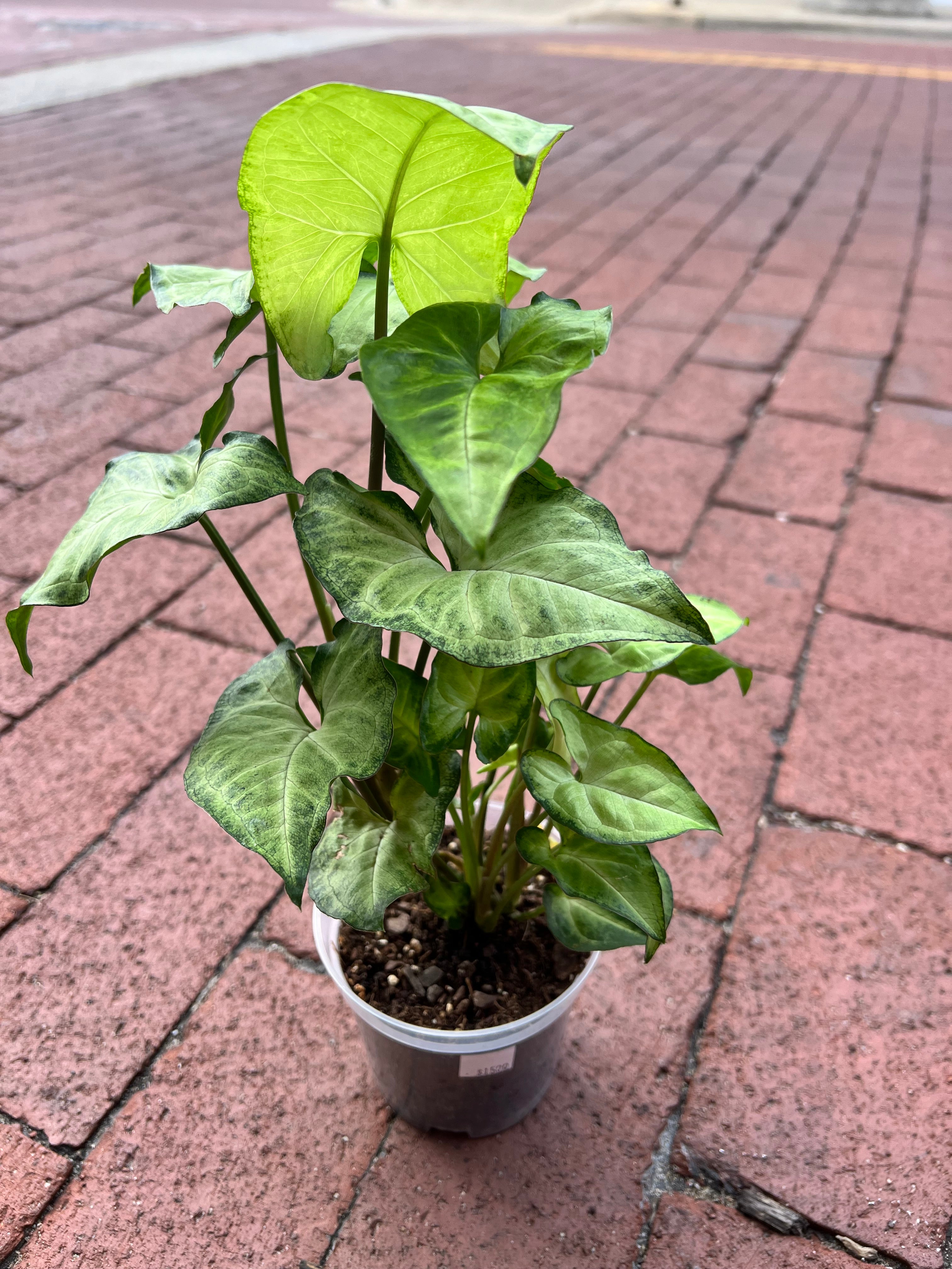 Syngonium-Glo Go (full 4”) – The Rooted Plant Shop