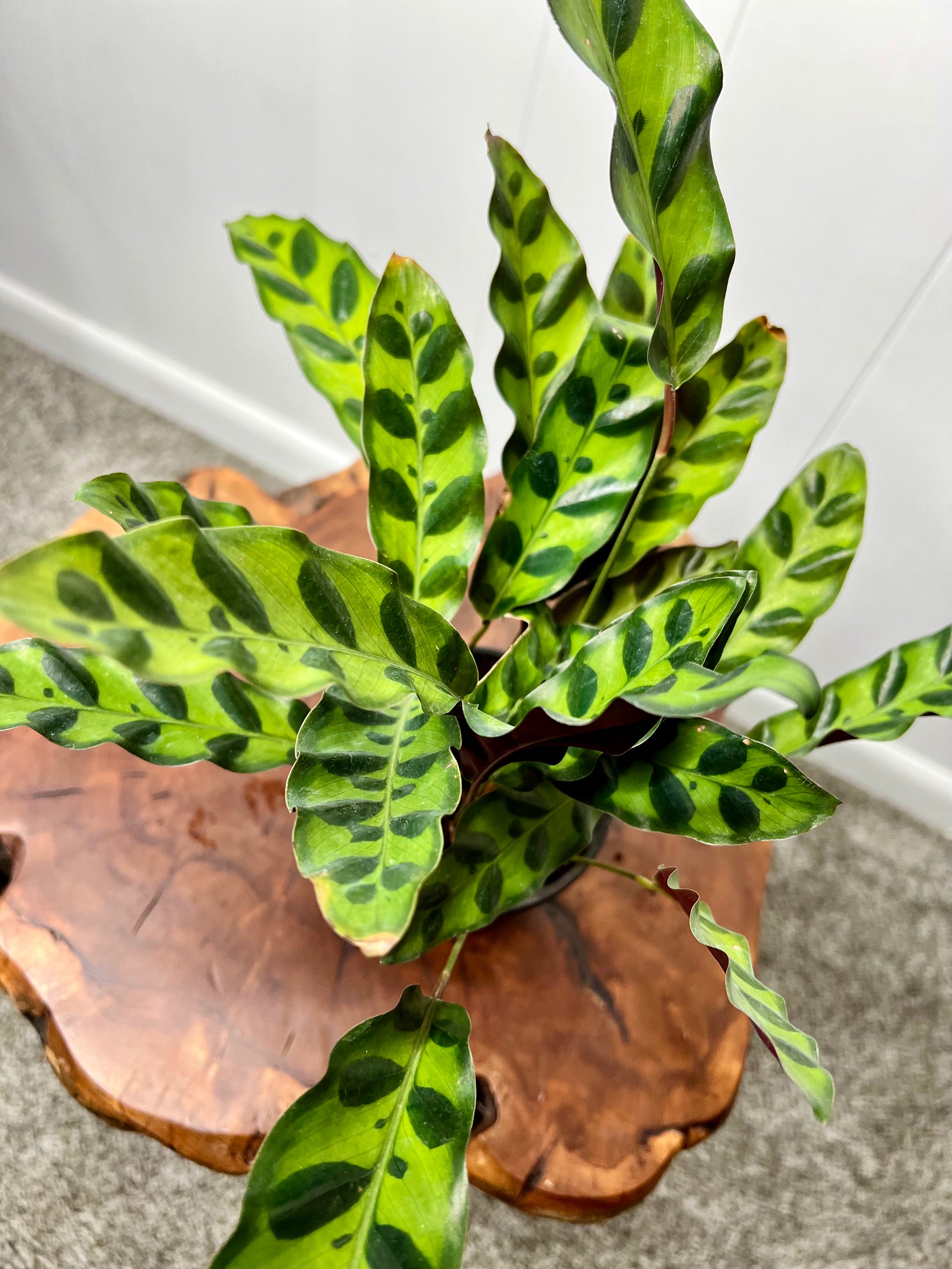 Calathea Rattle Snake – The Rooted Plant Shop