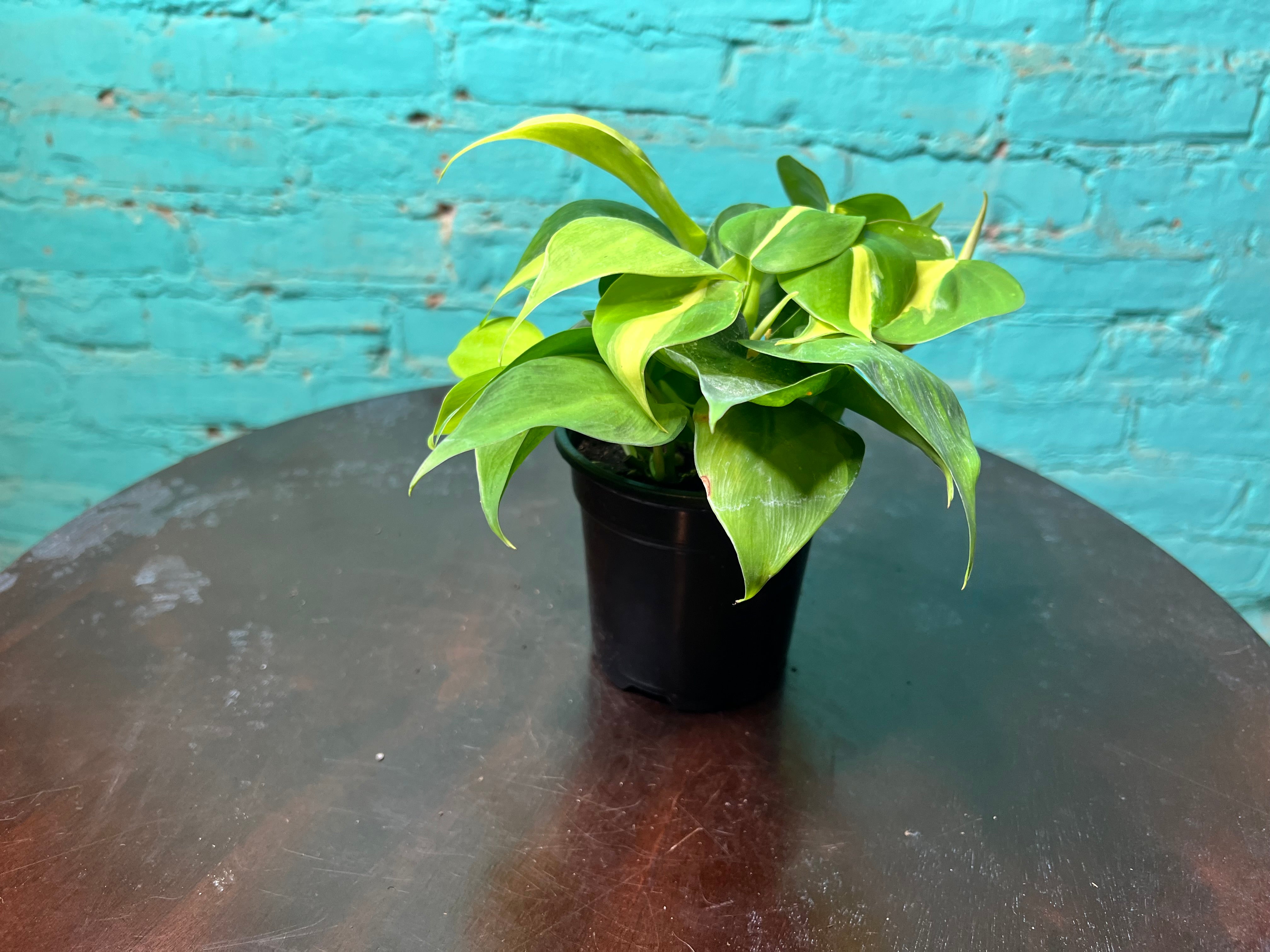 Philodendron Brasil 4” – The Rooted Plant Shop