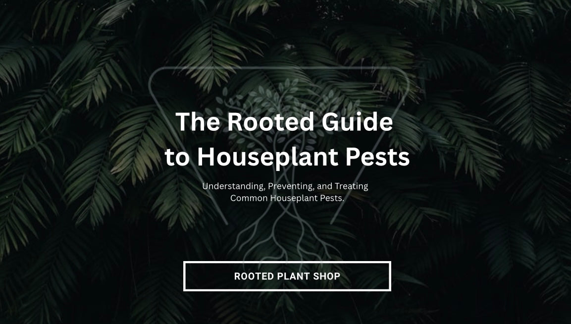 The Rooted Guide to Houseplant Pests – The Rooted Plant Shop
