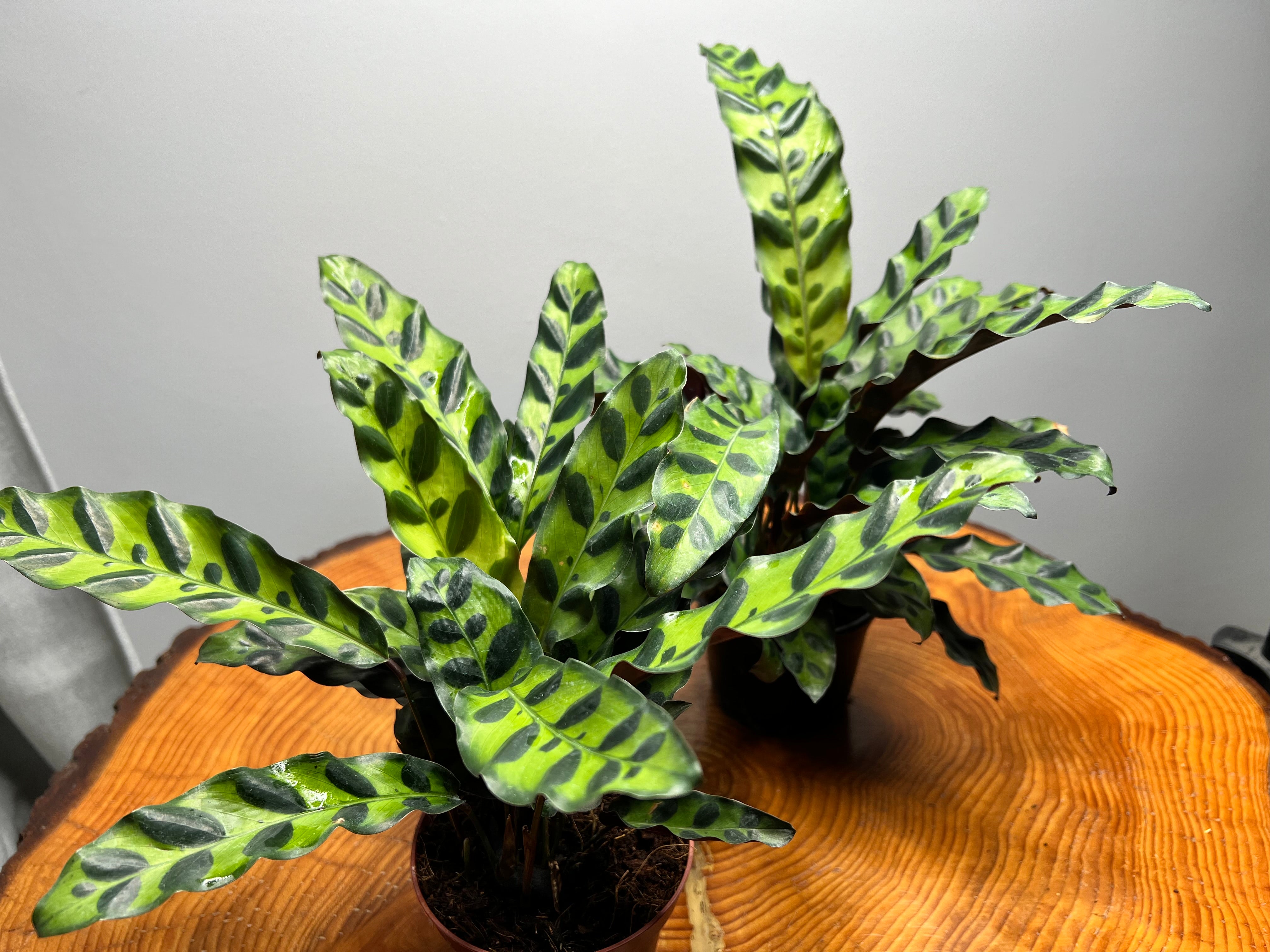Calathea Rattle Snake – The Rooted Plant Shop