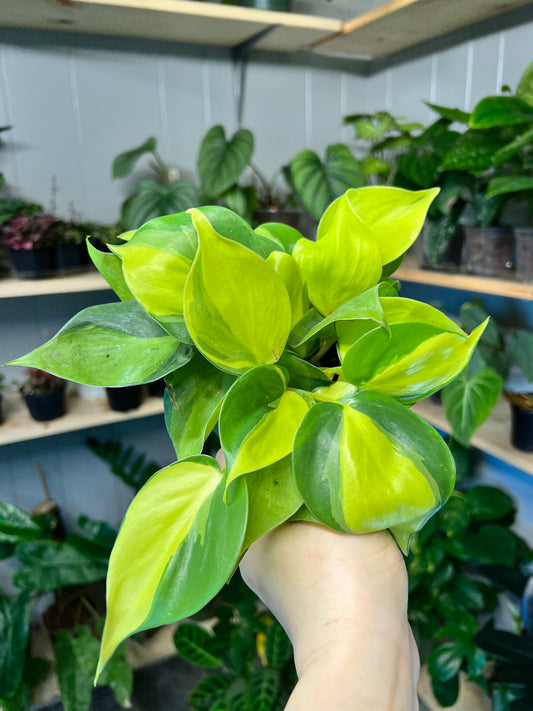 Products – Page 6 – The Rooted Plant Shop