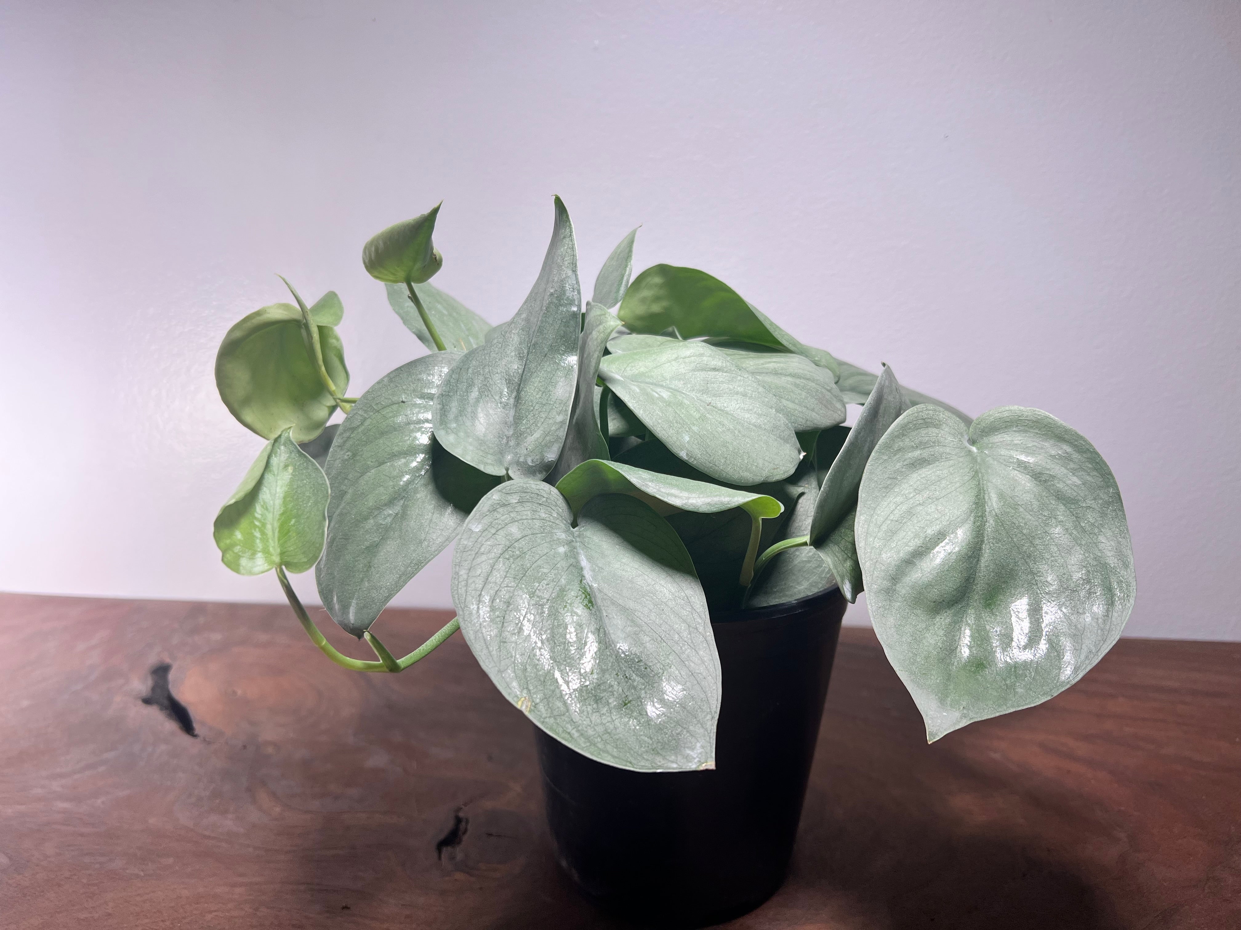 Scindapsus Platinum 6” – The Rooted Plant Shop