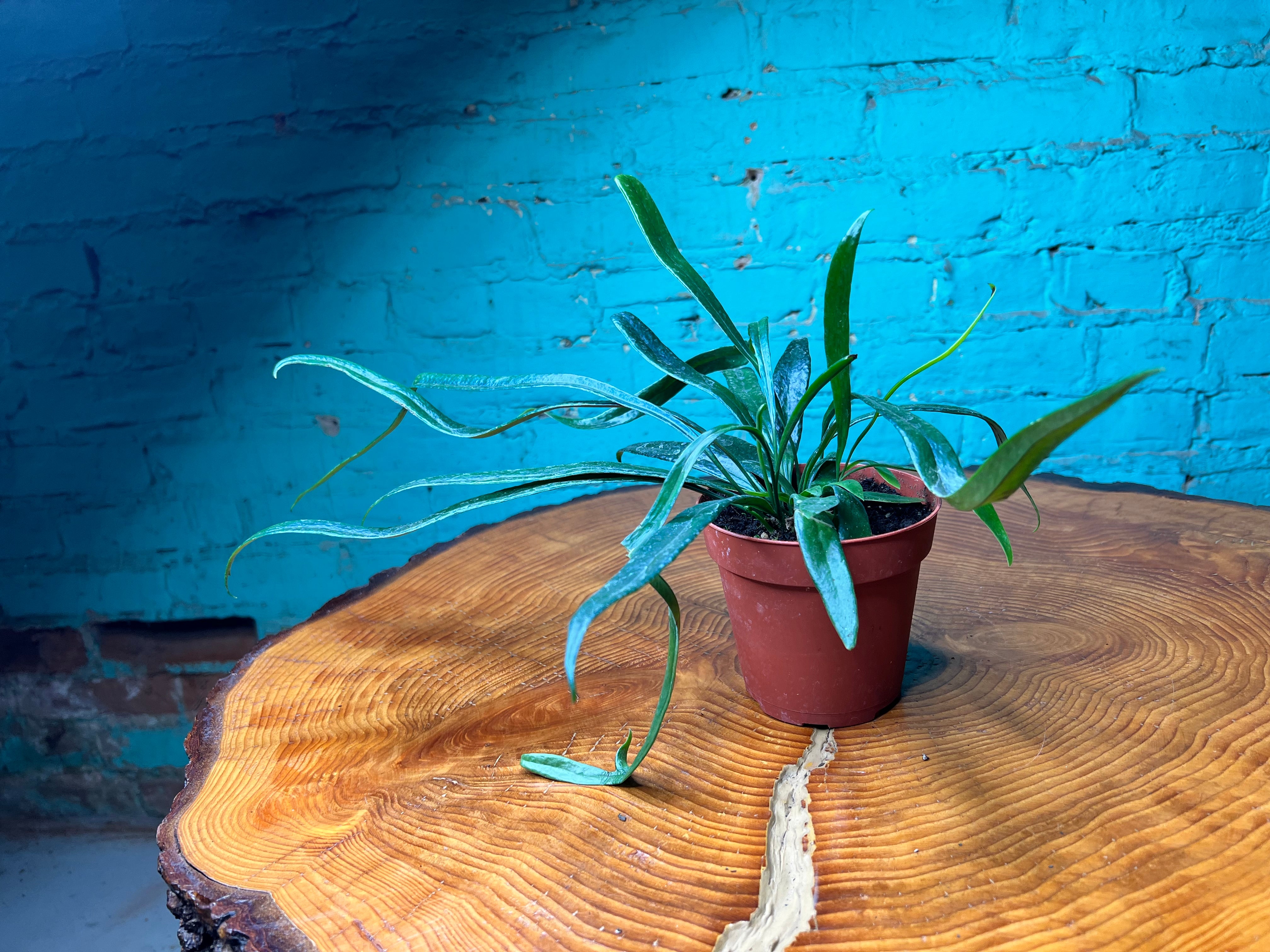 Blue Oil Fern 4” – The Rooted Plant Shop