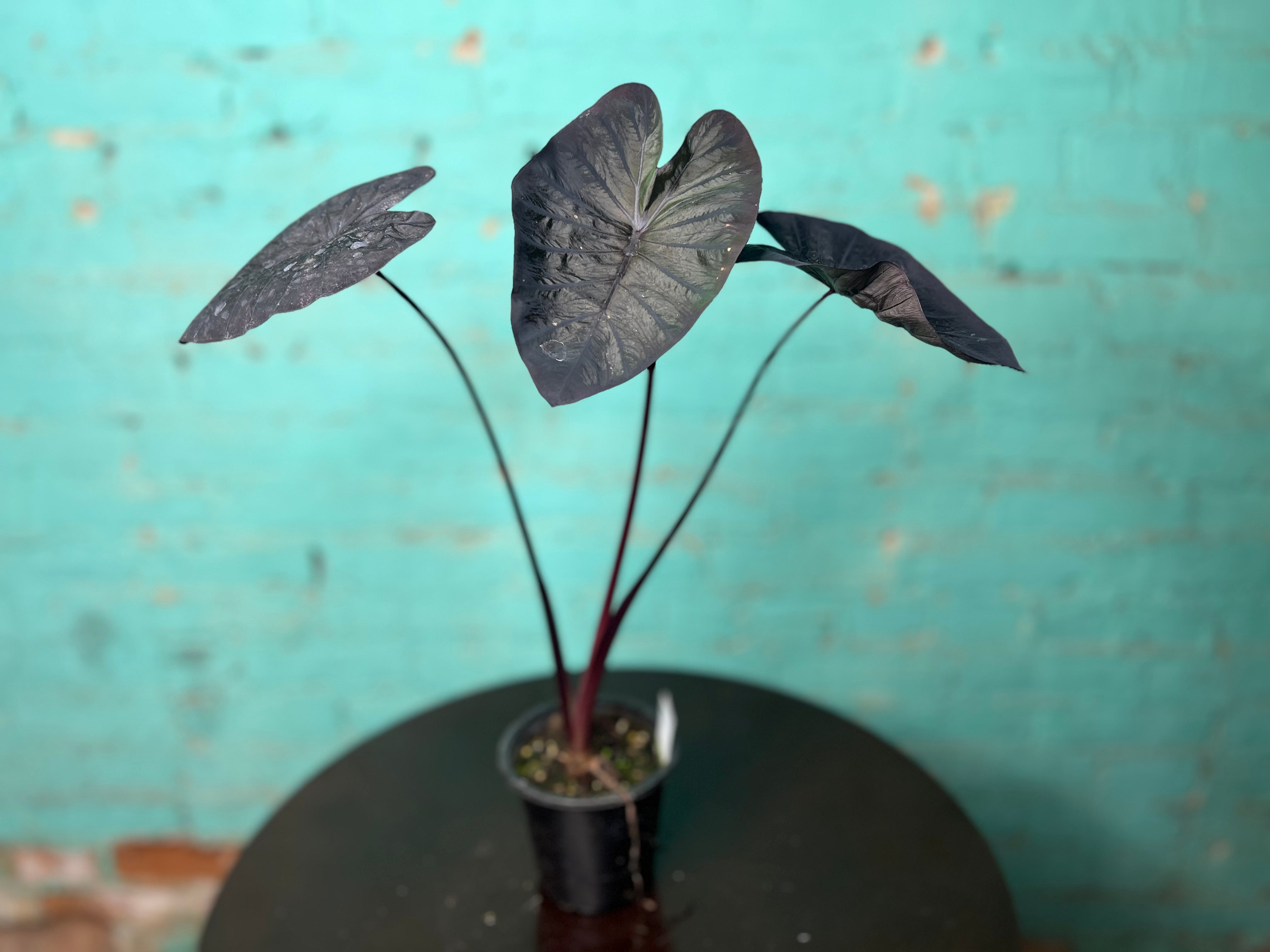 Alocasia Balck Sapphire Gecko 4” – The Rooted Plant Shop