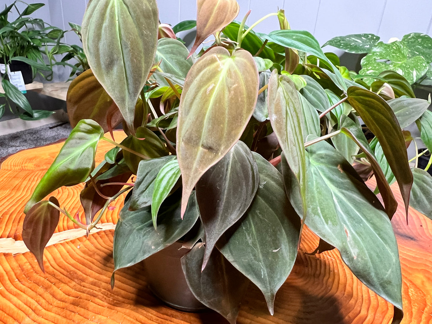 Philodendron Mican – The Rooted Plant Shop