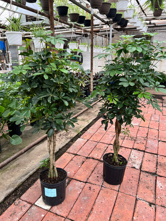 Products – Page 4 – The Rooted Plant Shop