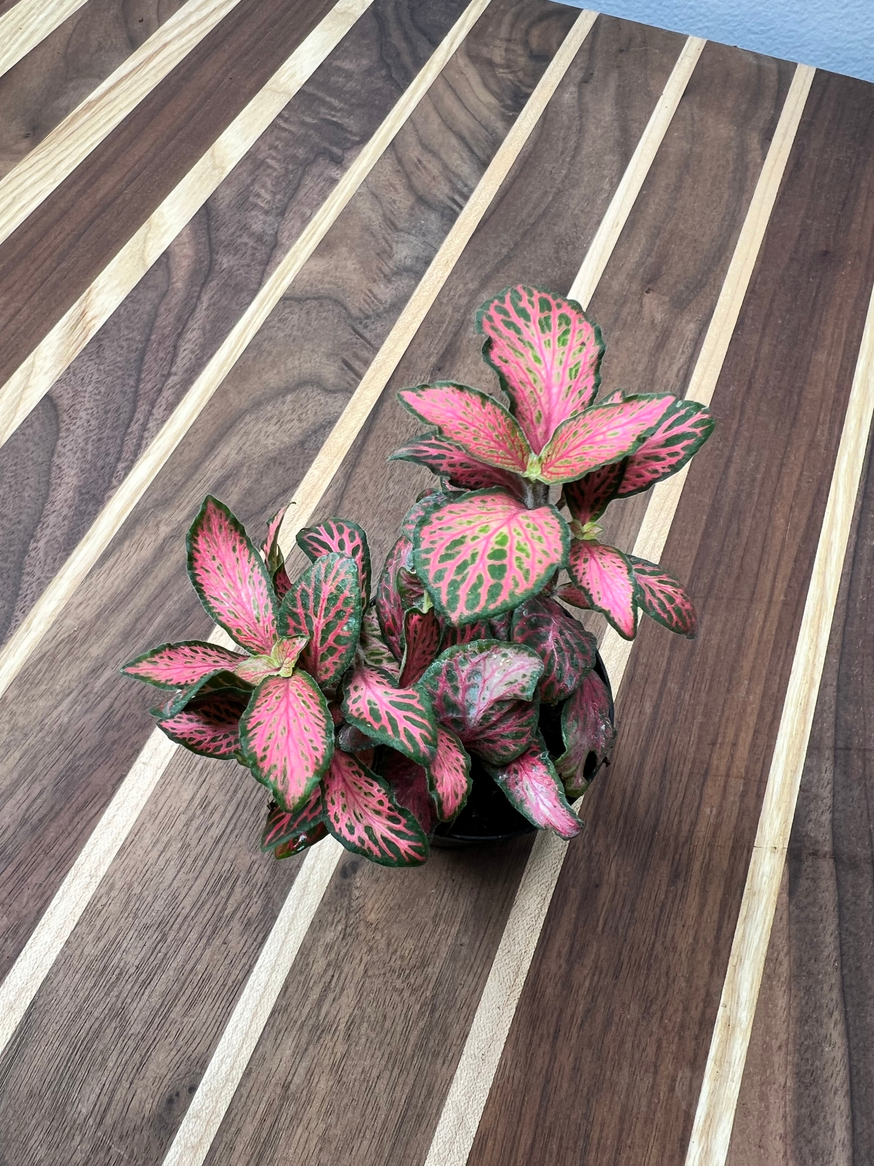 Fittonia Verschsffeltii Forest Flame – The Rooted Plant Shop