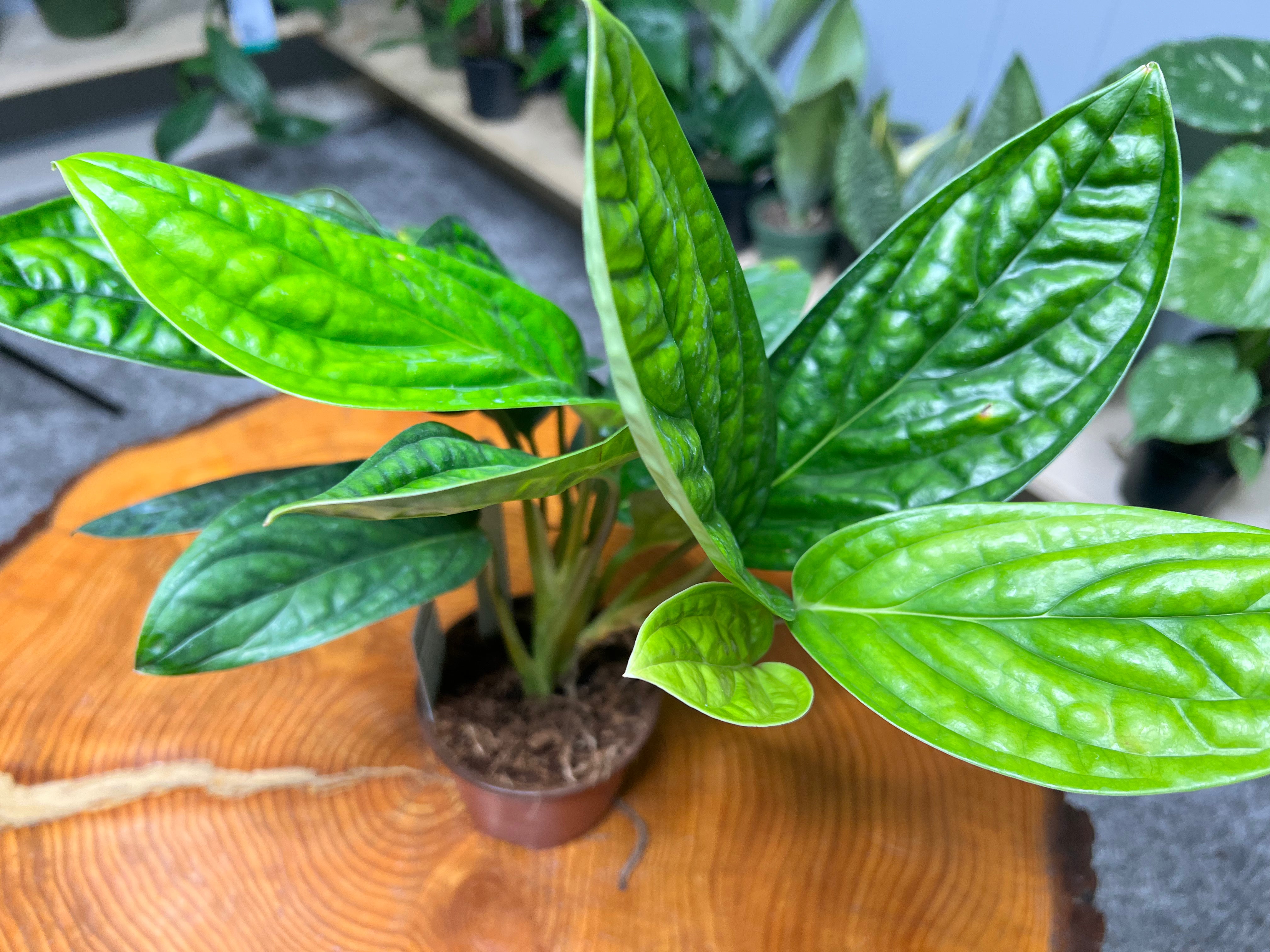 Philodendron Peru 6” – The Rooted Plant Shop