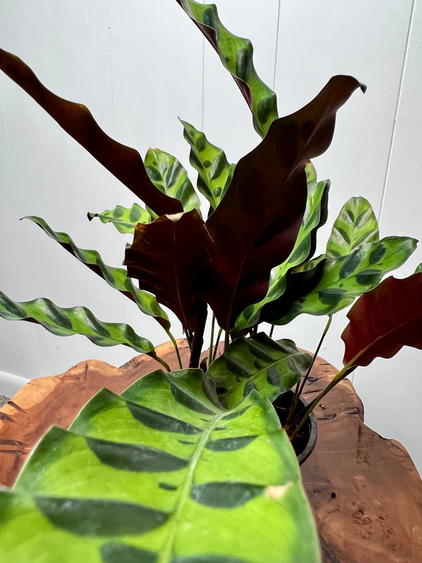 Calathea Rattle Snake – The Rooted Plant Shop