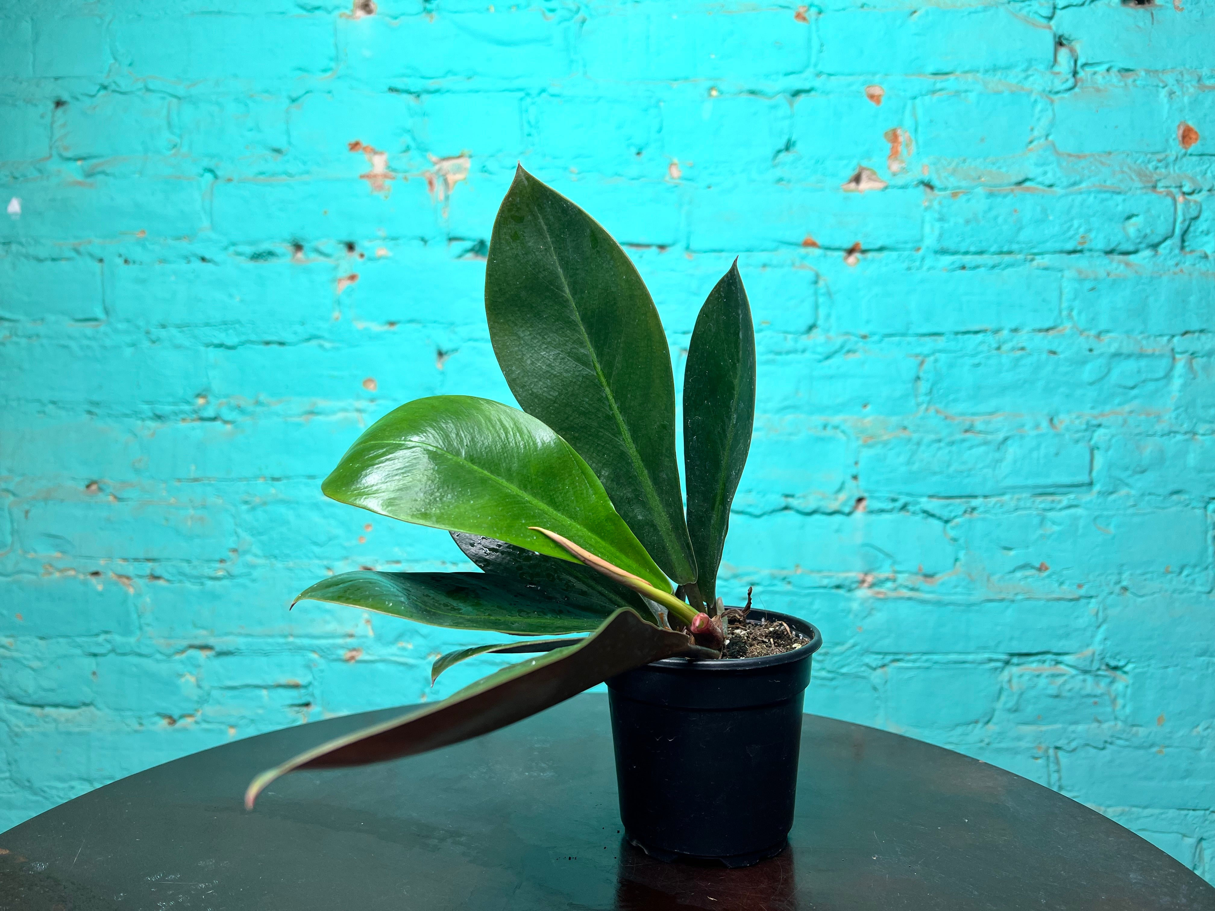 Philodendron Linnaei Kunth 4” – The Rooted Plant Shop