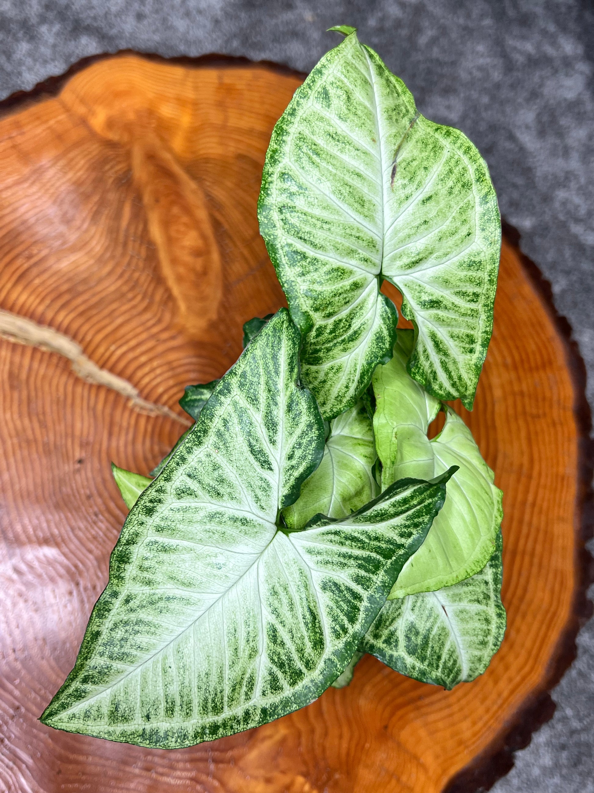 Syngonium-Glo Go – The Rooted Plant Shop