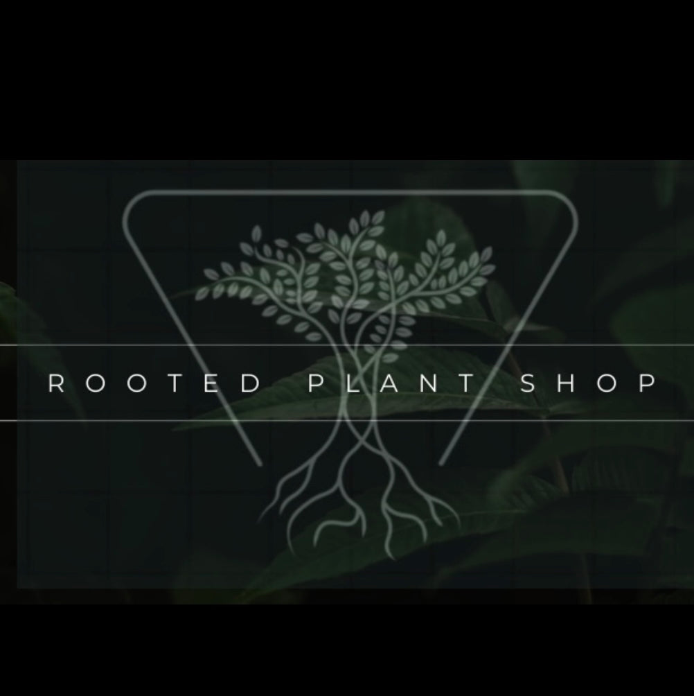 Rooted Plant Shop | Houseplants Based on Your Light – The Rooted Plant Shop